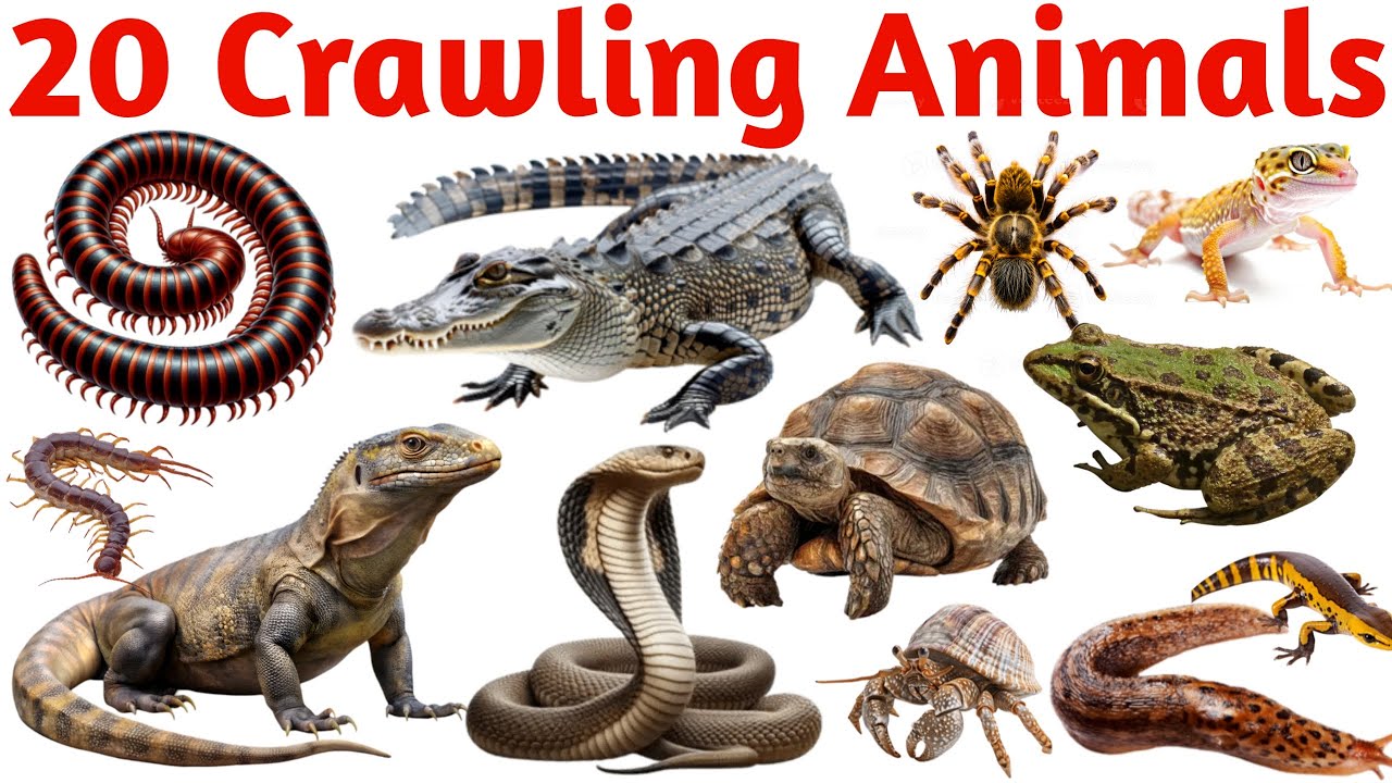 रेंगने वाले जानवर | Learn 20 Crawling Animals Names for Kids in English ...