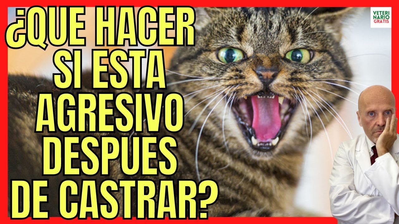 ¿PORQUE MI GATO ESTÁ AGRESIVO DESPUÉS DE CASTRAR?🚨COMPORTAMIENTO DEL ...