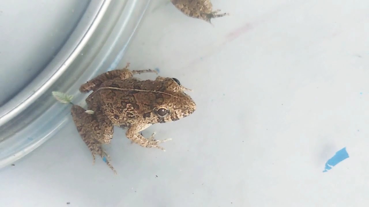 FROG (Genetic, Species, Features) | EXPERIMENT - YouTube