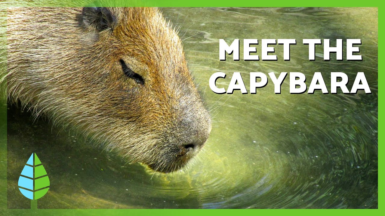 CAPYBARA FACTS 🤎 | Where They Live, What They Eat, and Unique ...