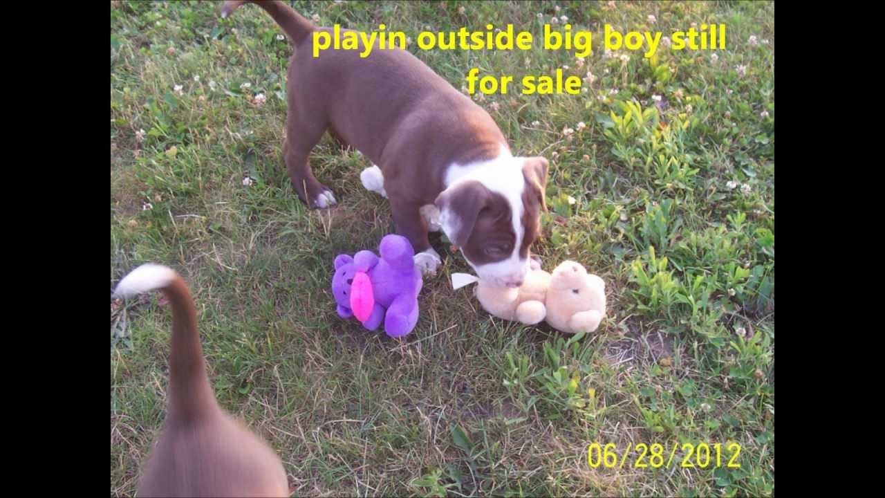 6 WEEK UPDATE PUREBRED APBT PUPPIES FOR SALE HALF BLUENOSE HALF REDNOSE ...