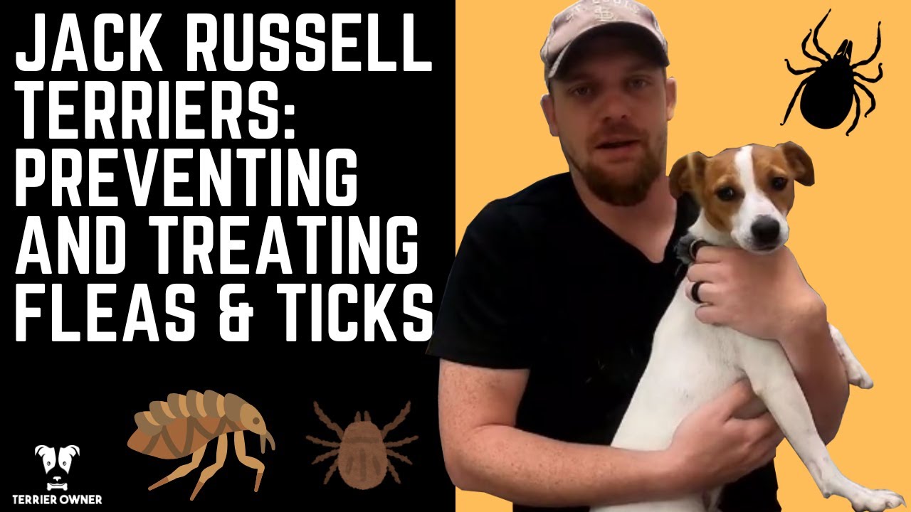 Jack Russell Terriers: Preventing and Treating Fleas & Ticks - YouTube