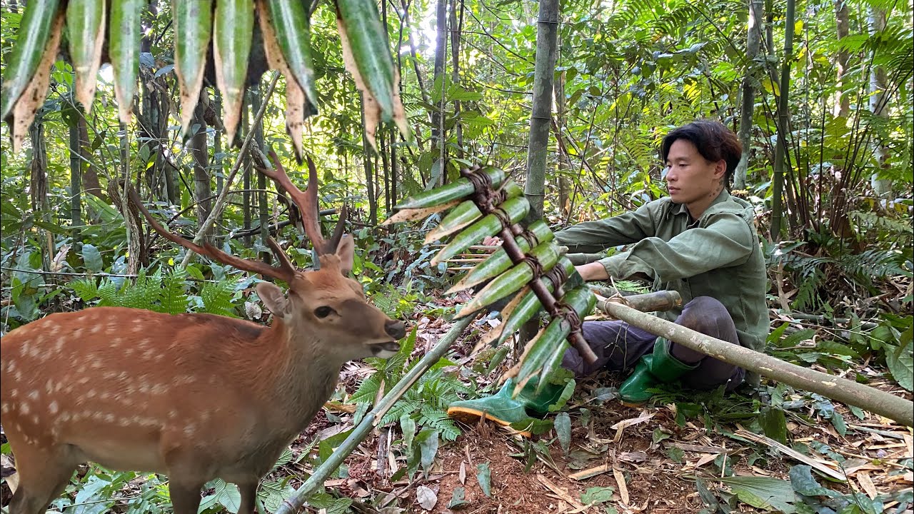 detect wild deer, make wild deer trap, how to make trap - YouTube