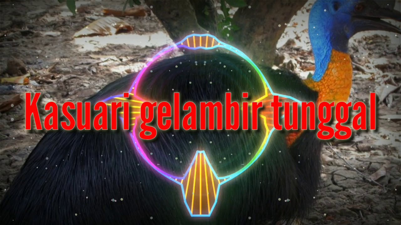 Kasuari Gelambir Tunggal - YouTube