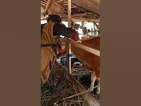 sapinya ngga mau di tangkap #sapi #sapijumbo #sapisuper #lembu #sapibali - YouTube