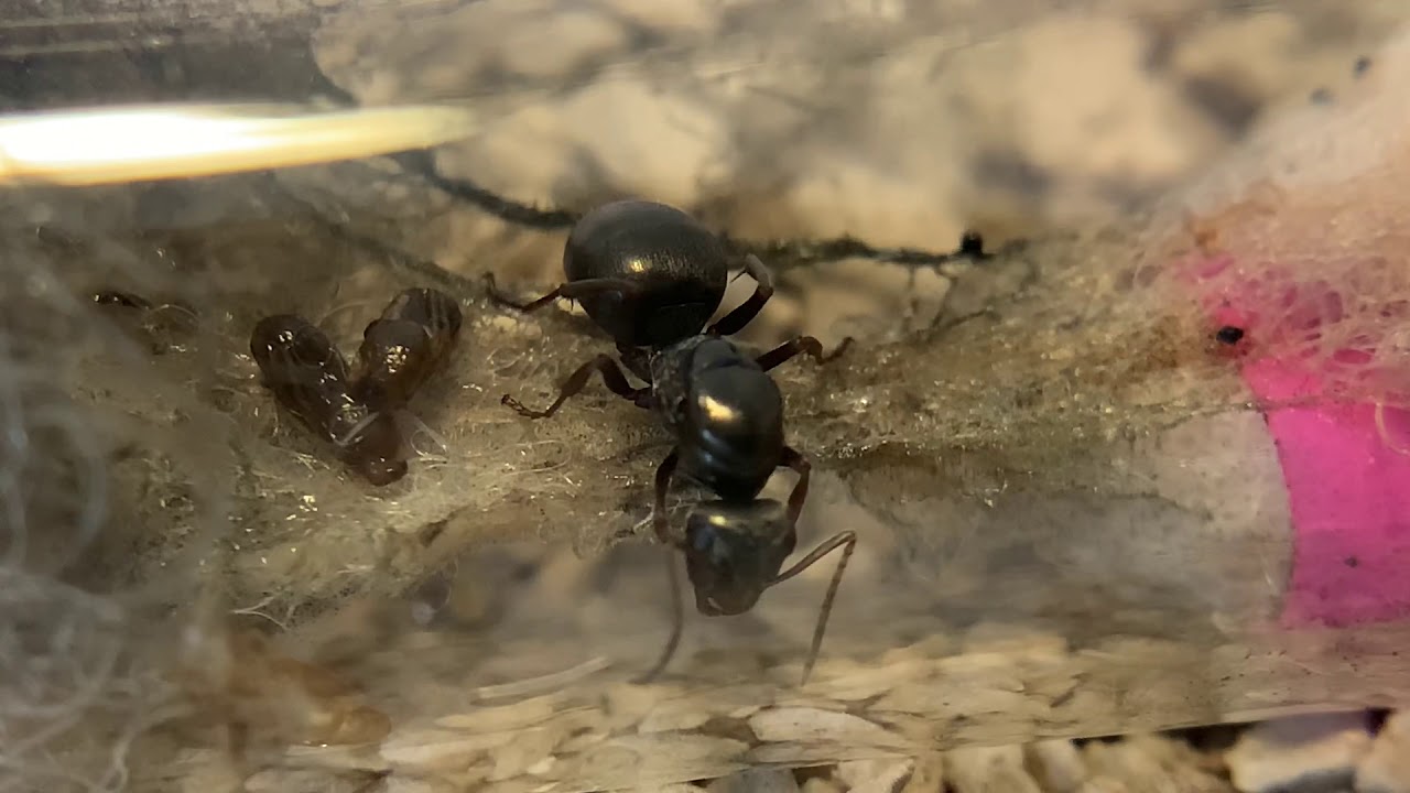 My Formica cf. fusca waiting for the worker - YouTube