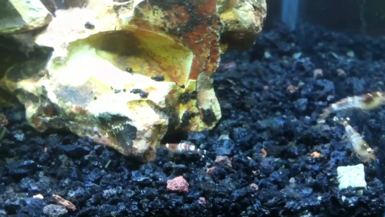 Zebra Shrimp/Indian Zebra Shrimp (Caridina cf Babaulti stripes) - YouTube