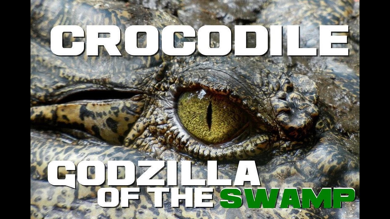 10 Crocodile Facts - Godzilla of the Swamp - Animal a Day - YouTube