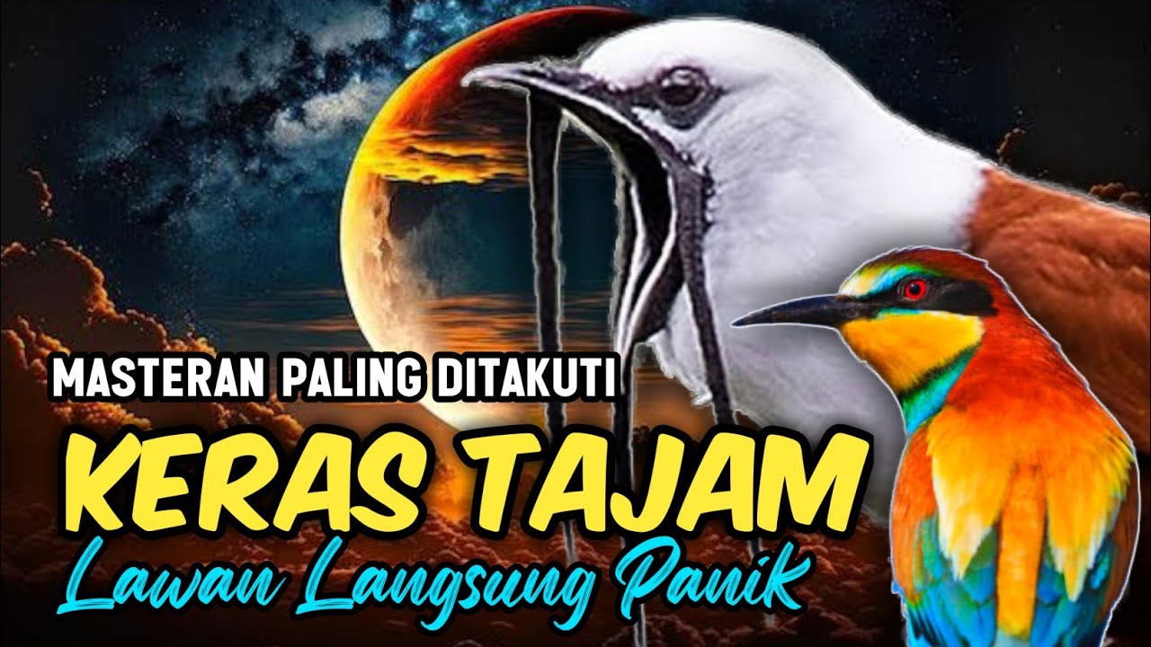 Masteran Kasaran Nembak Keras Tajam Untuk Murai Batu Full Isian ...