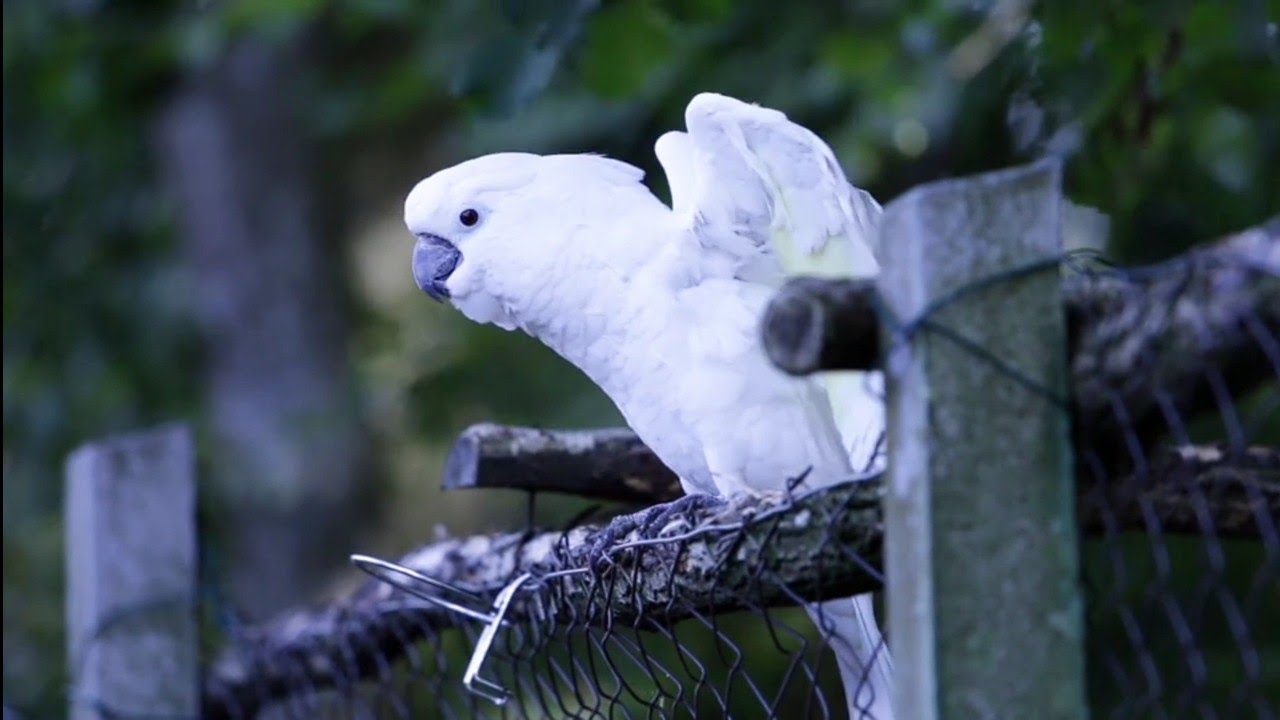 Cocktail Bird Singing | Cocktail Bird Dancing | Cocktail Bird Happy ...