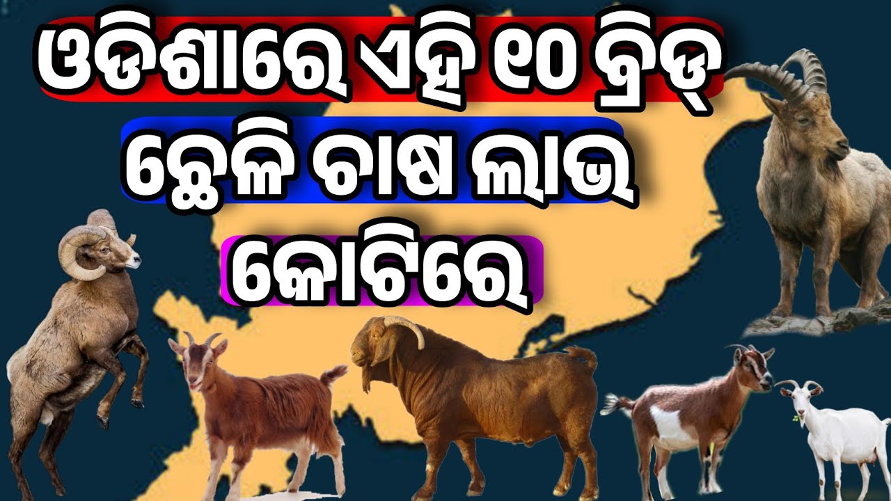 Top 10 Goat Breed Farming in Odisha Heavy Profit low investment idea ...