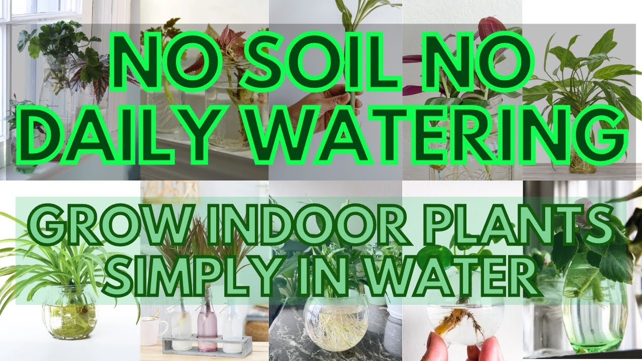 No soil needed: stunning Indoor plants, that are easy to grow in water ...