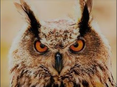 Le retour du Hibou grand duc 4k Haute définition. - YouTube