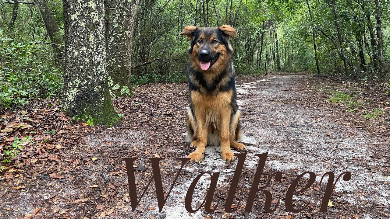 14mo German Shepherd (Walker) Best Dog Trainers in Florida - YouTube