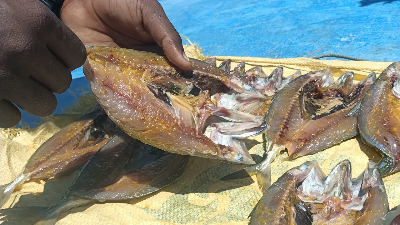 அயிலை(கானாங்கெளுத்தி)மீன் கருவாடு செய்முறை/MACKERAL FISH PREPARED ...