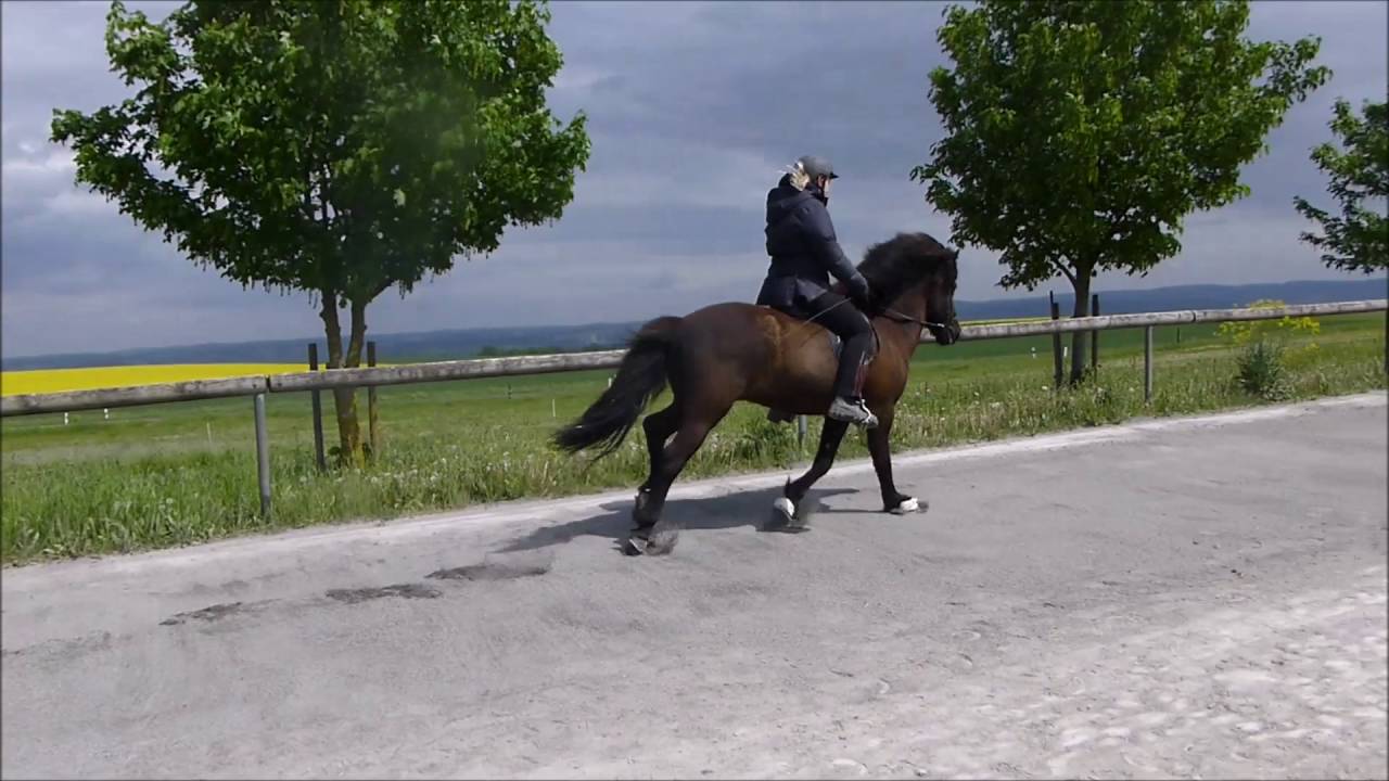 Die 5 Gangarten der Islandpferde real und Zeitlupe - YouTube