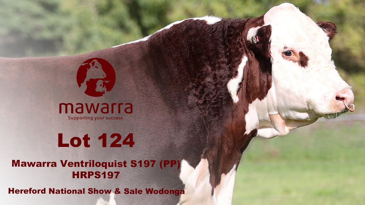 Lot 124 Mawarra Ventriloquist S197 (PP) - YouTube