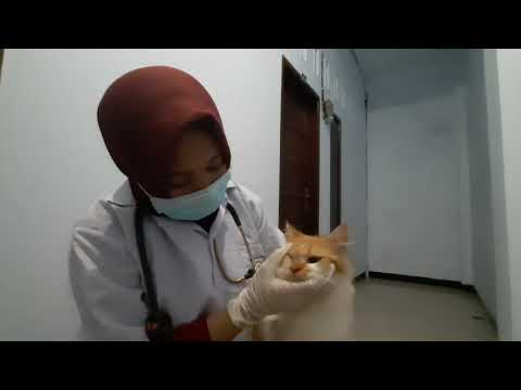 Video Pemeriksaan Pada Kucing_Nur Zalsabilah Rahman_02