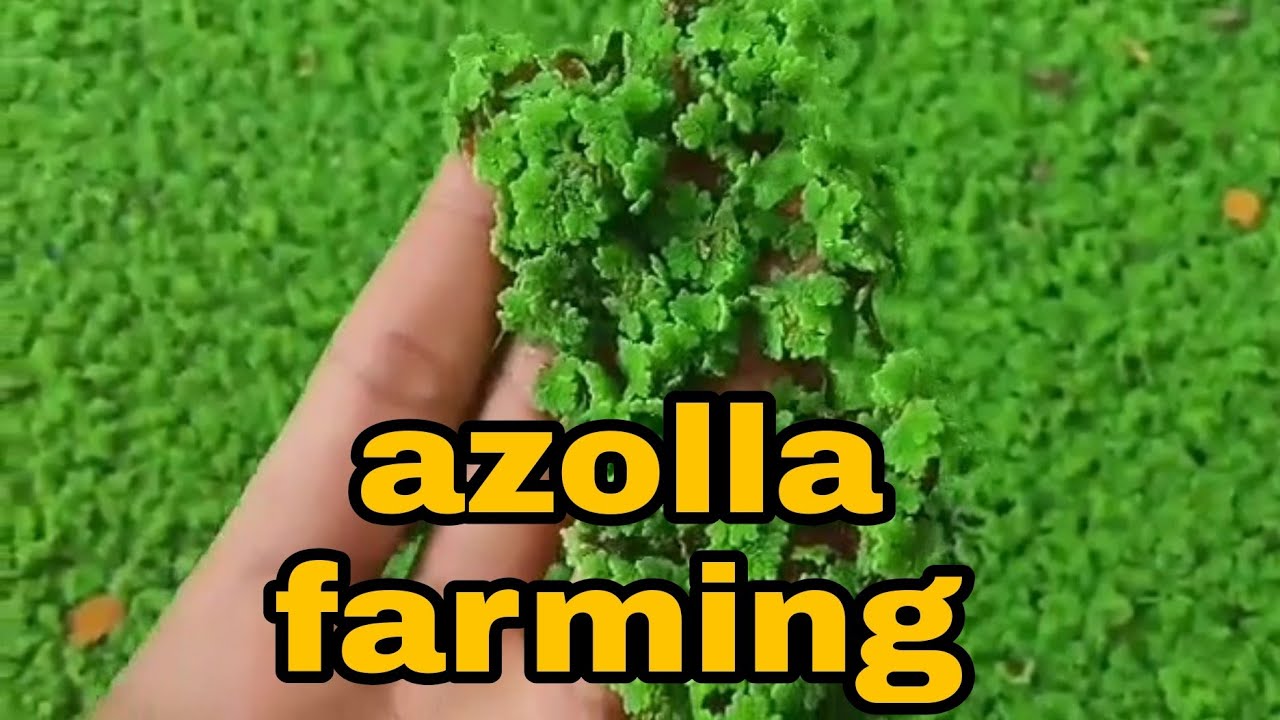Tips and benefits of Azolla farming (Moy2's free range chicken farm ...