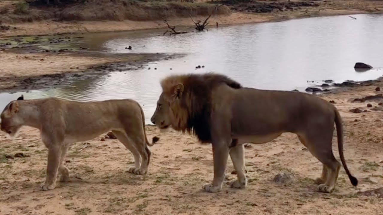 Black Dam Male Lion with Monwana Lioness | 20 November 2024 - YouTube