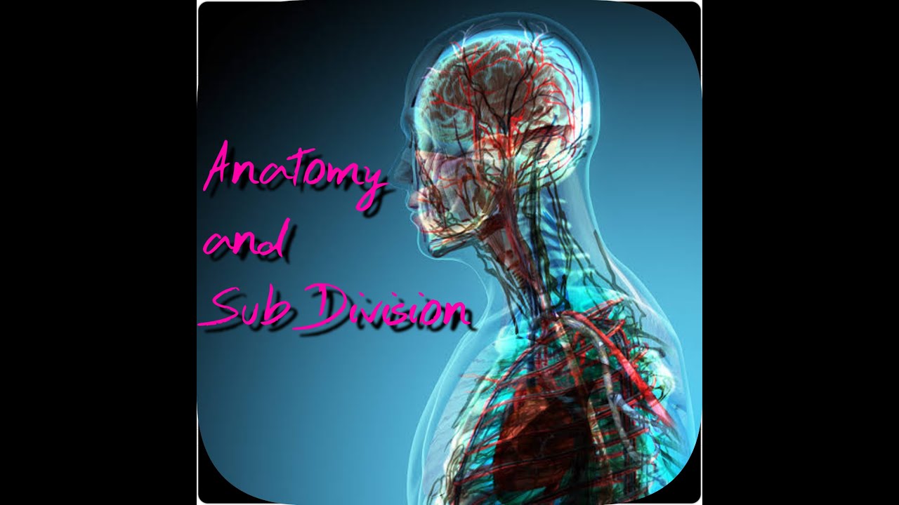 Anatomy and Its Subdivisions - YouTube