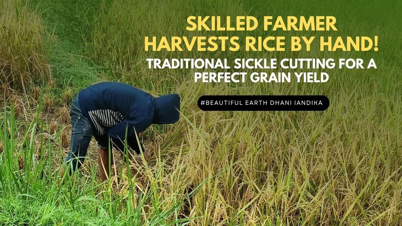 🌾 Skilled Farmer Harvests Rice by Hand! Traditional Sickle Cutting for ...