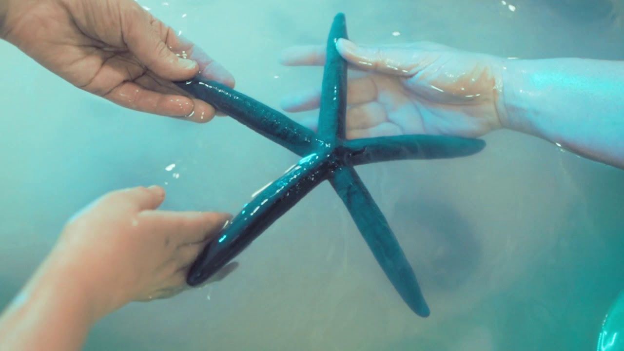 Fish Doctor - School Education Day - YouTube