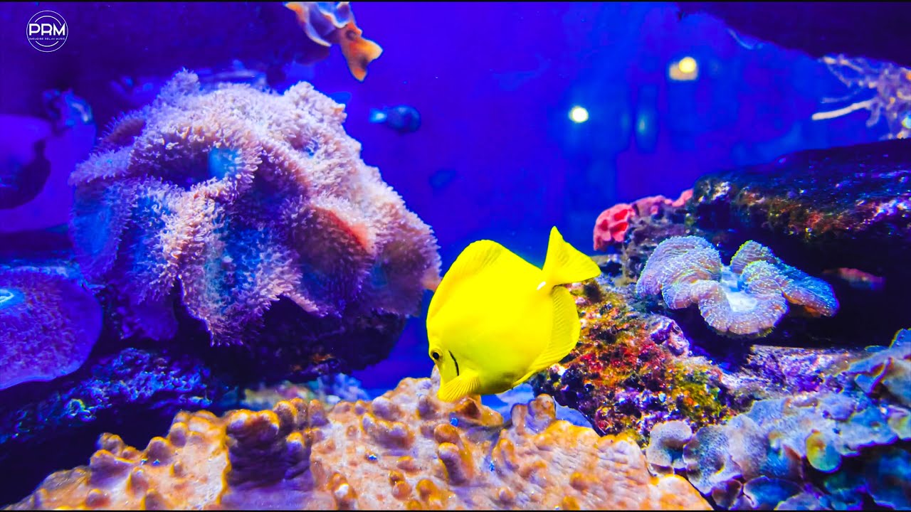 Beautiful Relaxing Music for Stress Relief 🌊 Underwater ambience 🐠 ...