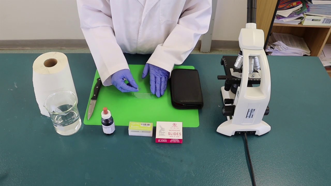 Investigating Onion Cells Experiment - YouTube