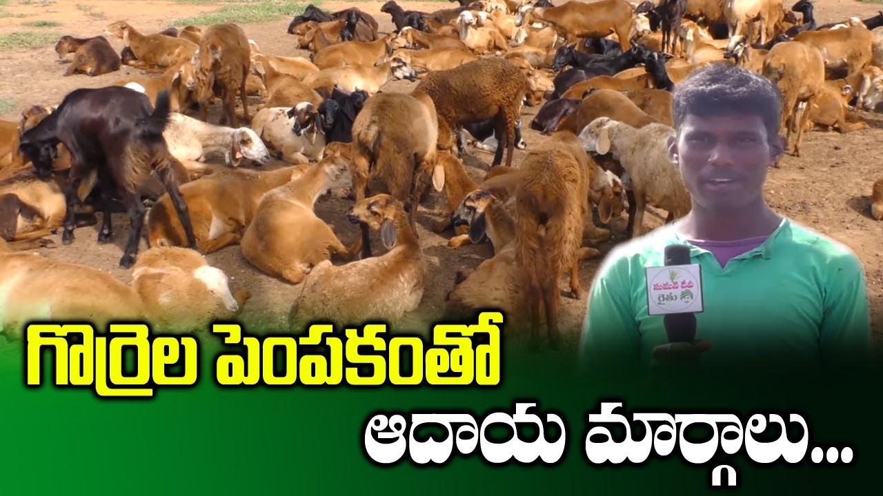 How To Earn Money With Sheep Farming || Farming Business On Sheeps ...