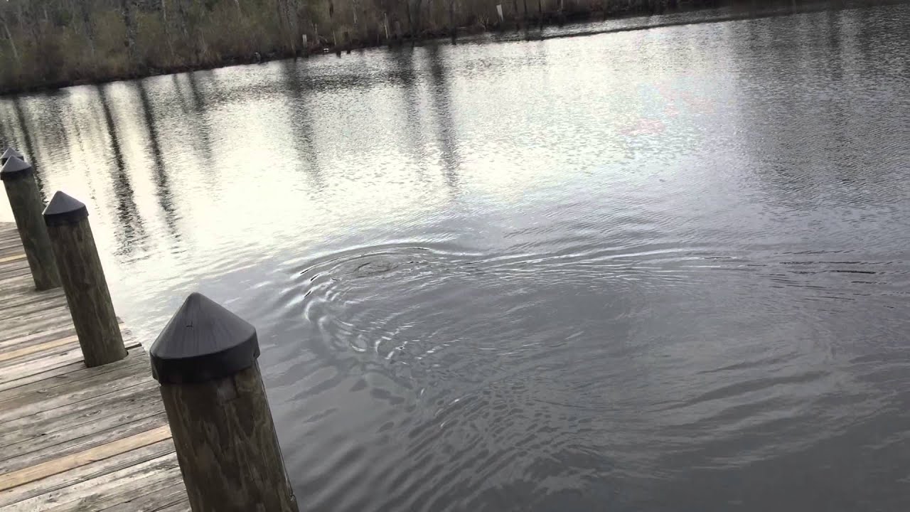 Alabama River Otter January 2015 - YouTube