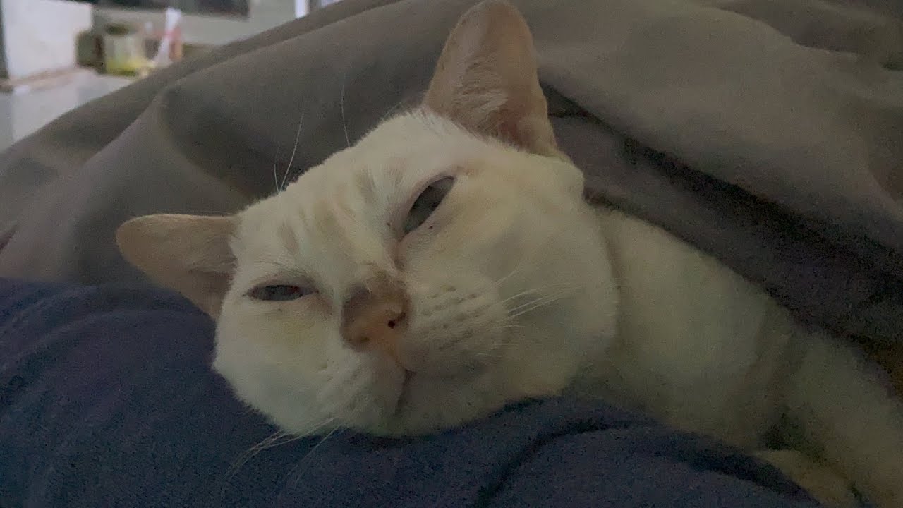 朝起きる前のモチ Dwarf cat before waking up in the morning แมวก่อนตื่นตอนเช้า ...