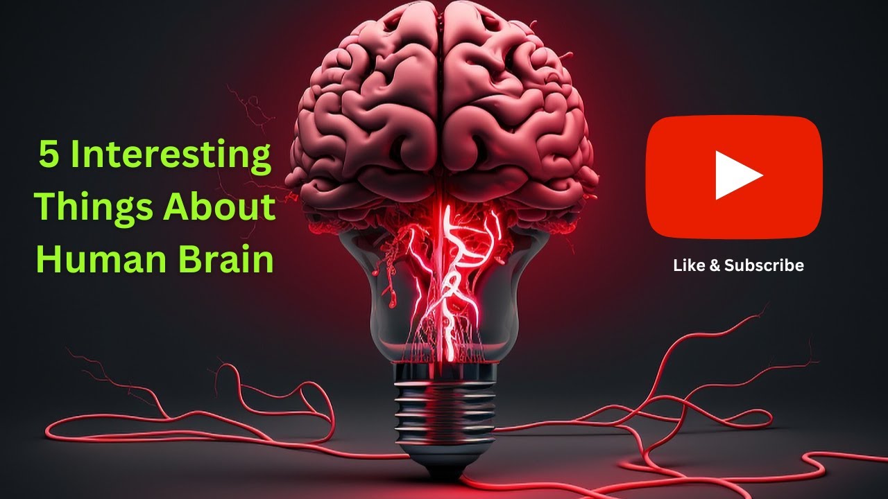 5 Most Interesting Facts About the Human Brain | 5 Facts of Human Brain ...
