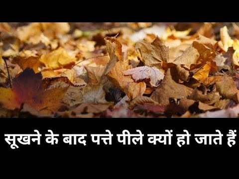 सूखने के बाद पत्ते पीले क्यों हो जाते हैं? | sukhne ke bad patte yellow ...