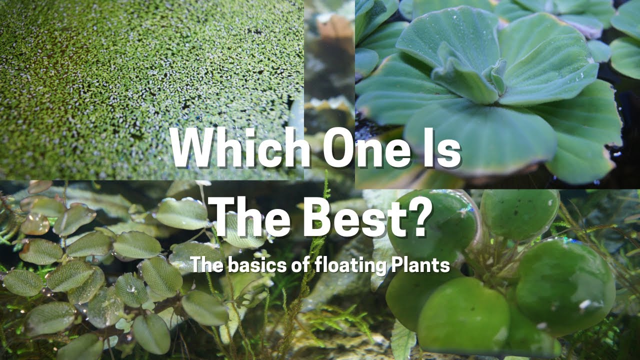 The Basics of Floating Plants - YouTube