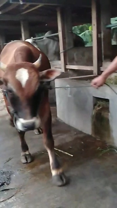 DETIK-DETIK TERAKHIR MENJADI SAPI #Sapi #Qurban #5 - YouTube