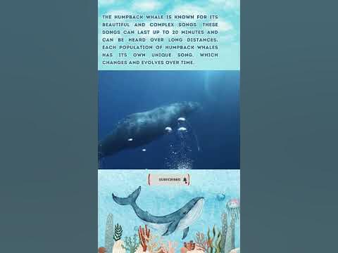 Blue Whale Songs and Sounds #shorts - YouTube