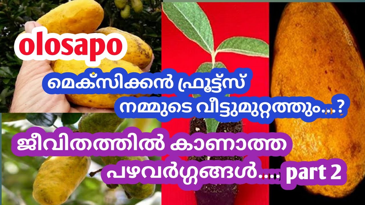മെക്സിക്കൻ ഫ്രൂട്ട് (olosapo ) നമ്മുടെ വീട്ടു മുറ്റത്തും വളർത്താം ...