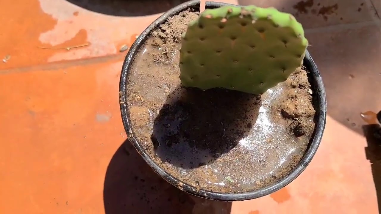 Como germinar un nopal y de rápidamente secreto revelado - YouTube
