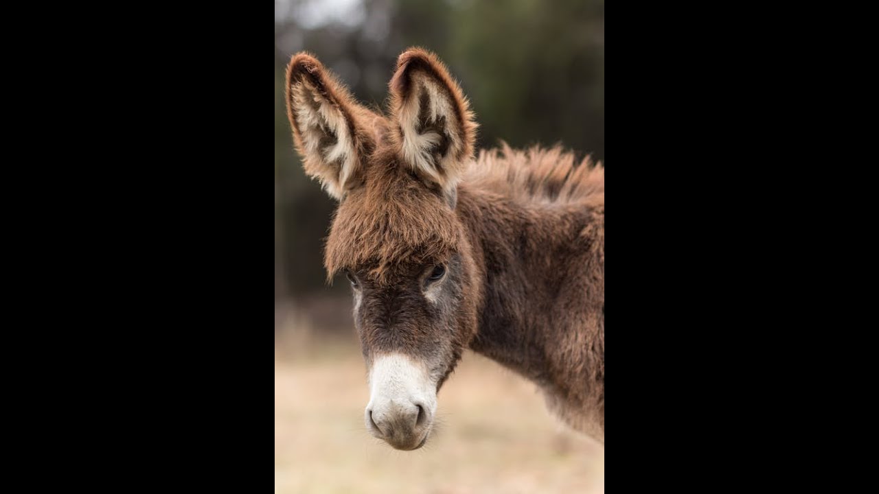 You are a Donkey!!! I'll prove it. - YouTube