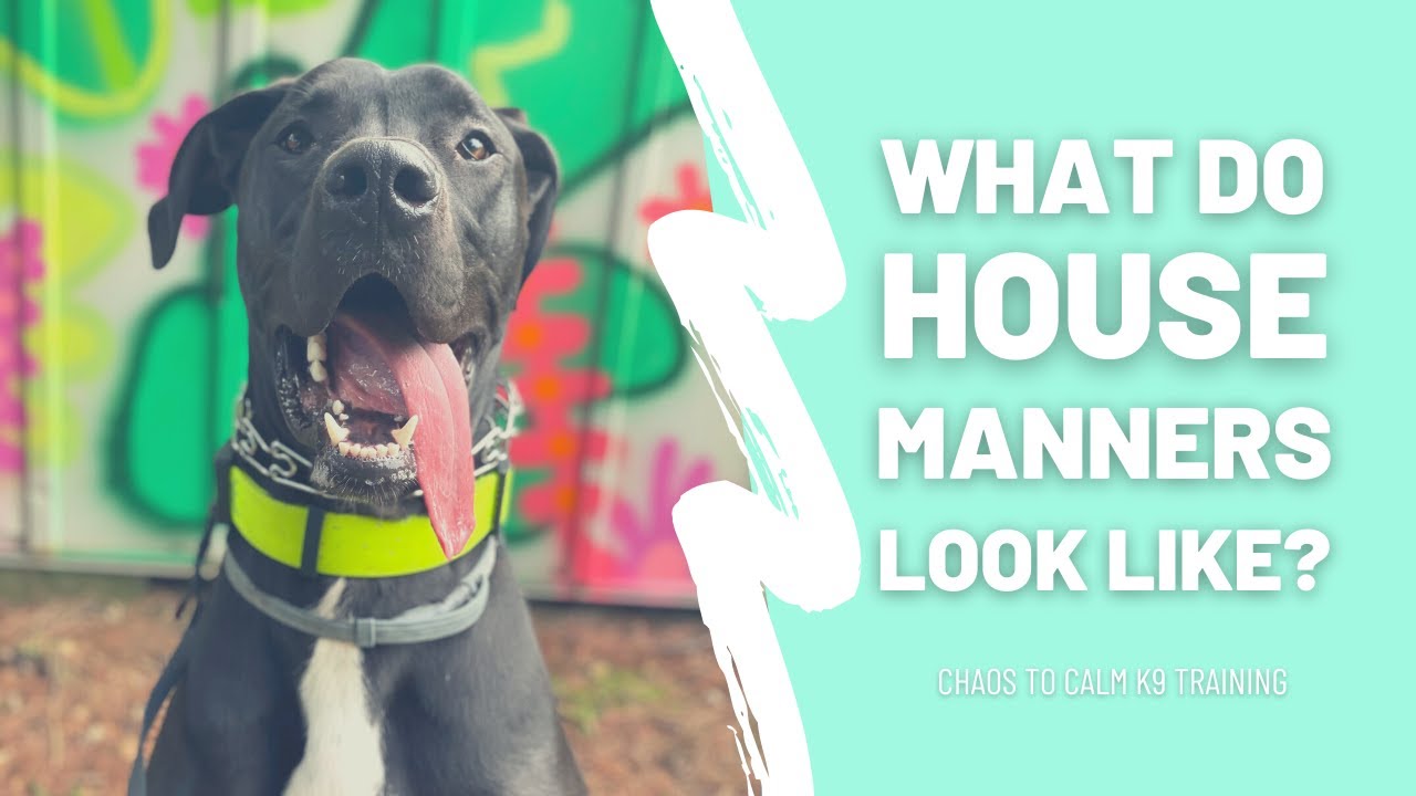 WHAT DO HOUSE MANNERS LOOK LIKE? Tips for teaching your dog good ...