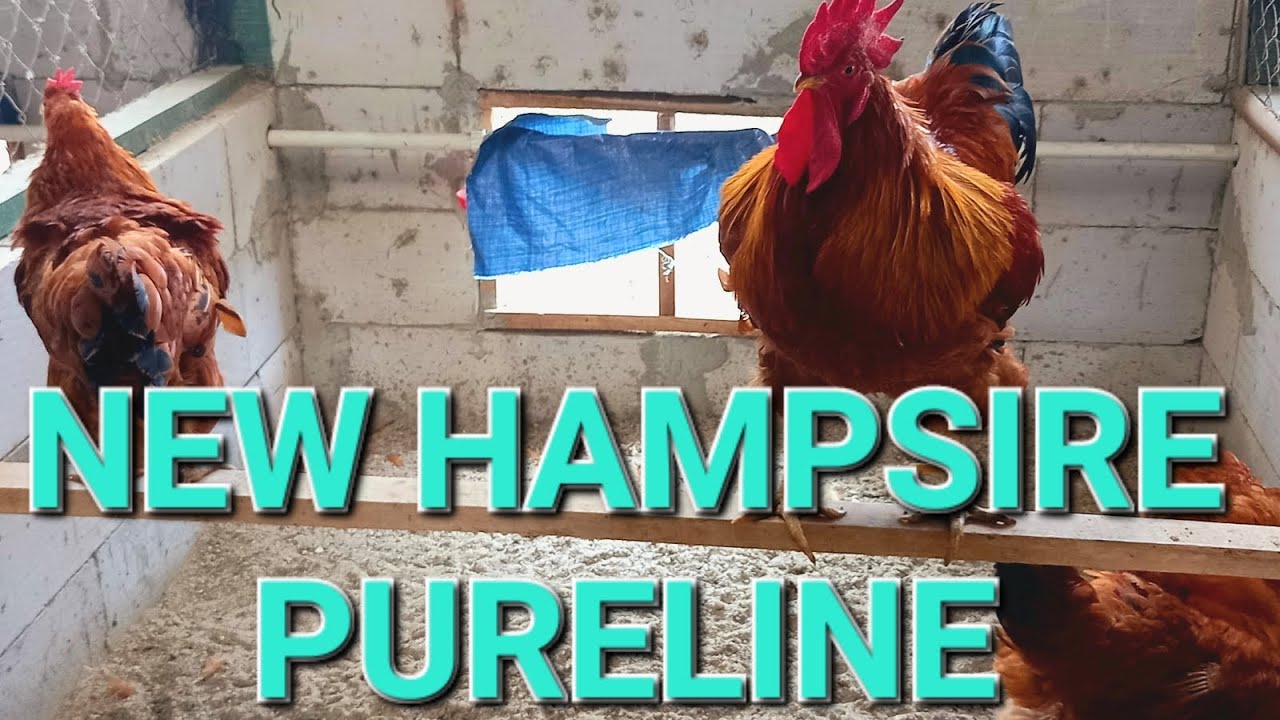 MY NEW Hampshire CHICKEN PURELINE ORIGINAL PETERNAK LAYER MANDIRI - YouTube
