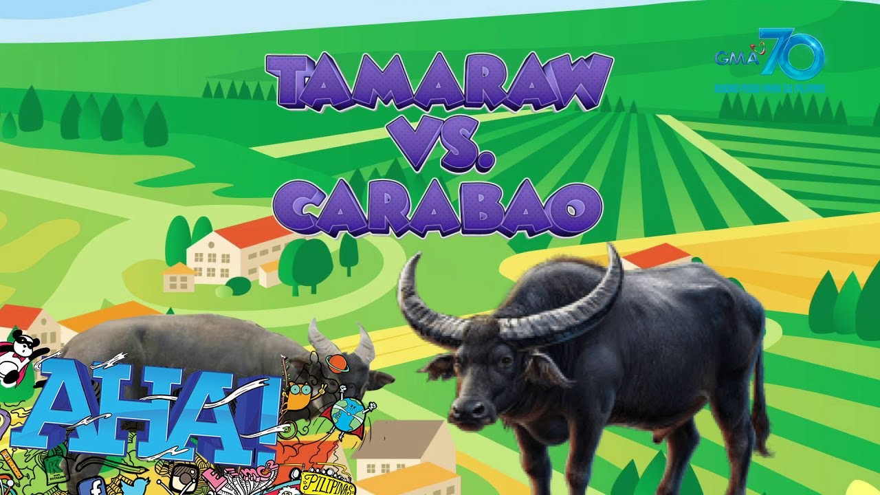AHA!: Kalabaw vs. Tamaraw: Ano’ng pinagkaiba? - YouTube
