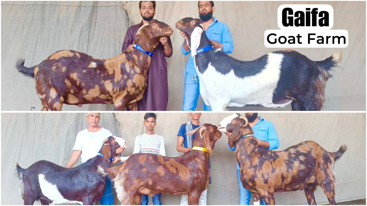 Tall & Heavyweight Khassi Goats of Gaifa Goat Farm, Mahapoli - YouTube