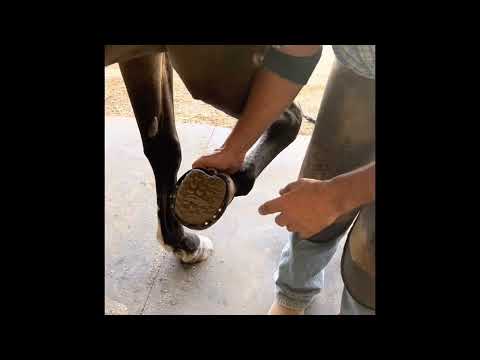 Soft Rider Horseshoes - First Timers!