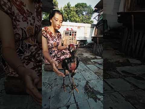 calon jagoaneon   #ayam #sorotan  #fyp  #lucu