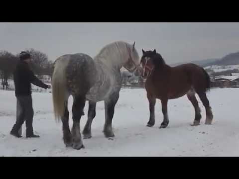 Amazing Horse Breeding - YouTube