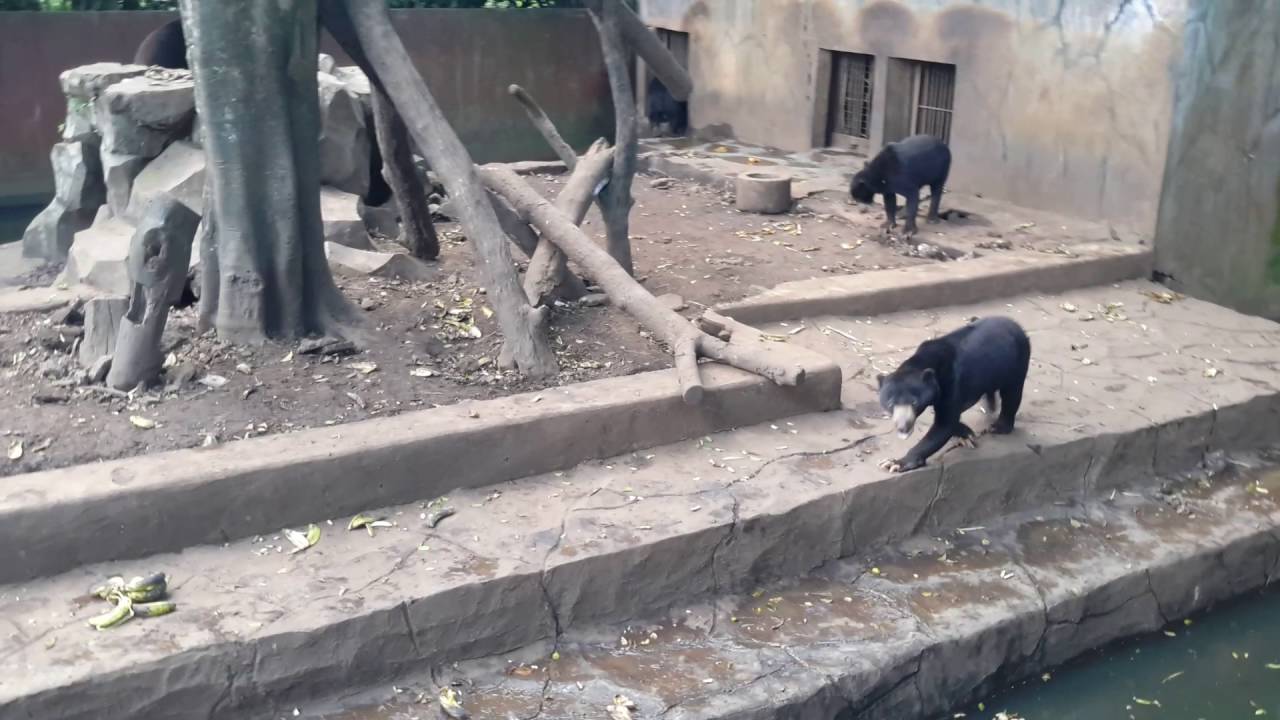 The starving bears at Bandung Zoo looked so happy eating the fruits ...