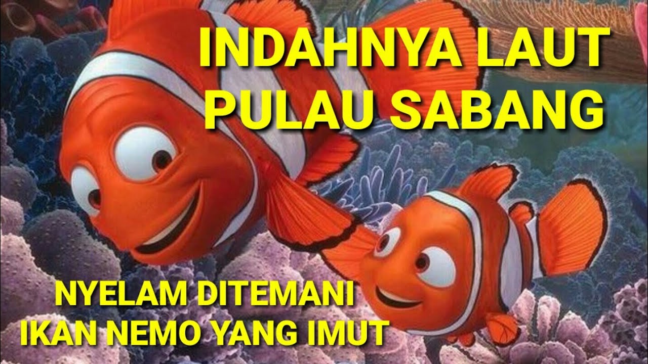 Ikan nemo pulau rubiah sabang - YouTube