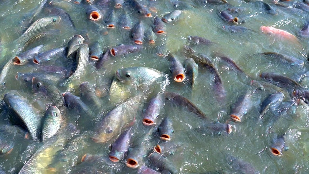 Culture Of MonoSex Tilapia Fish Feeding Habits in Pond | Monopriya Fish ...